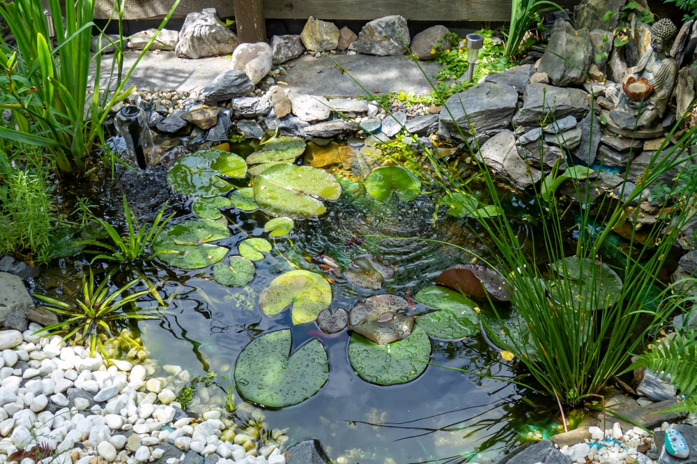 Transform Your Backyard with a Custom Pond or Spa in Tucson - Arizona ...
